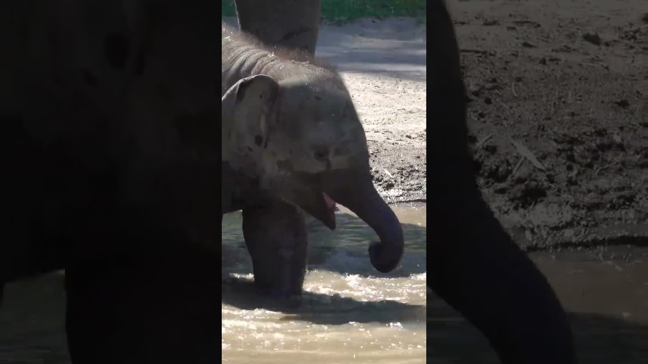 Baby elephant shows off clever problem-solving skills