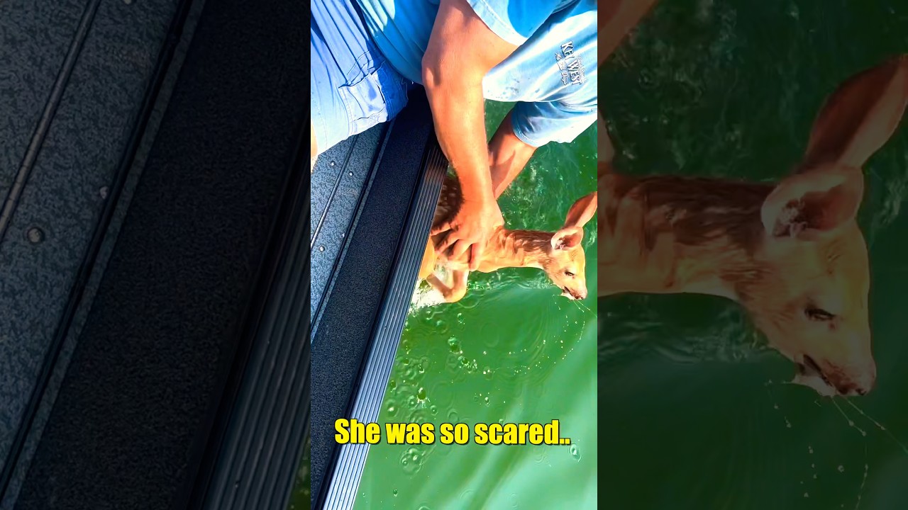 We Rescued a Baby Deer from Certain Death - Heartwarming Save!