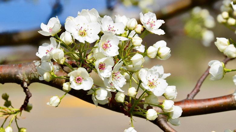 How To Grow And Care For A Pear Tree