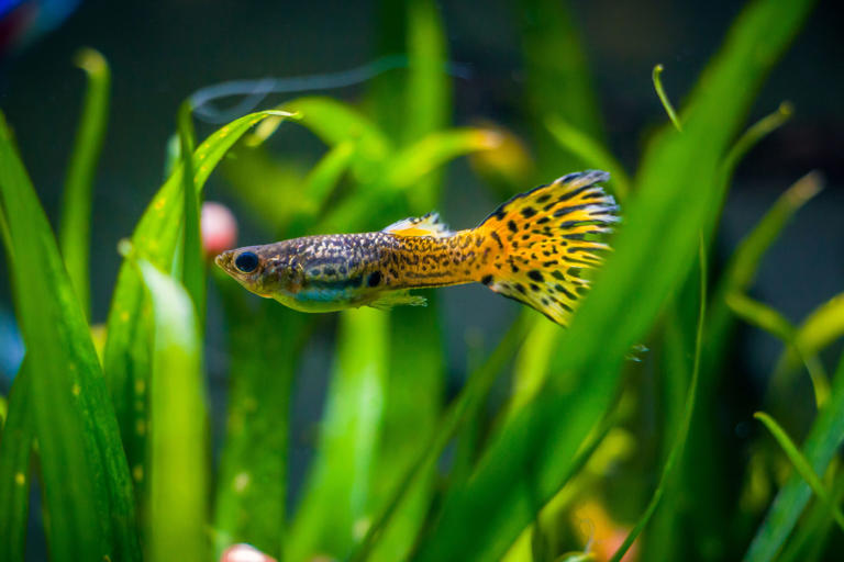 My First Tropical Fish 2025: Here are 13 species of colourful tropical ...