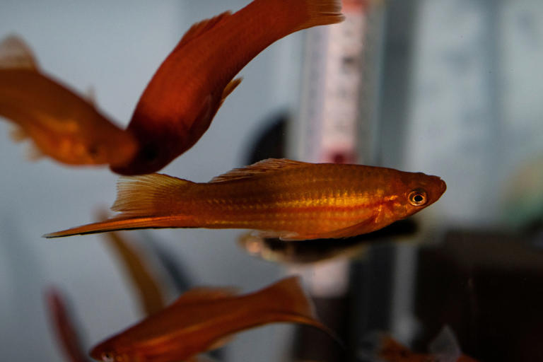 My First Tropical Fish 2025: Here are 13 species of colourful tropical ...