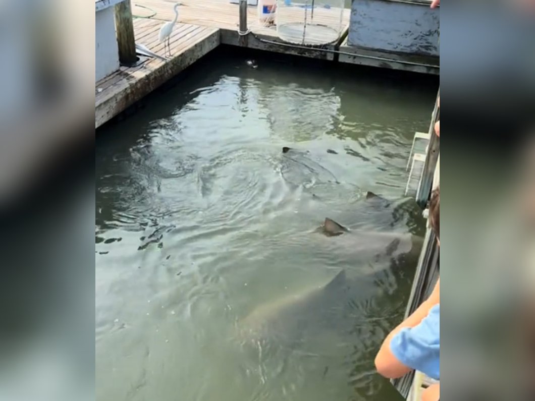 Unusual duo: sharks and alligator swim side by side