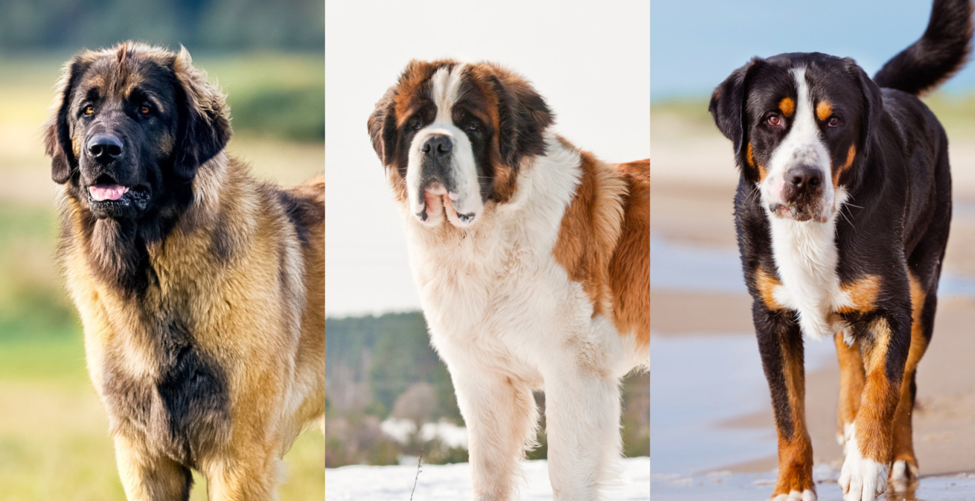 Quelles sont les races de chiens les plus grandes