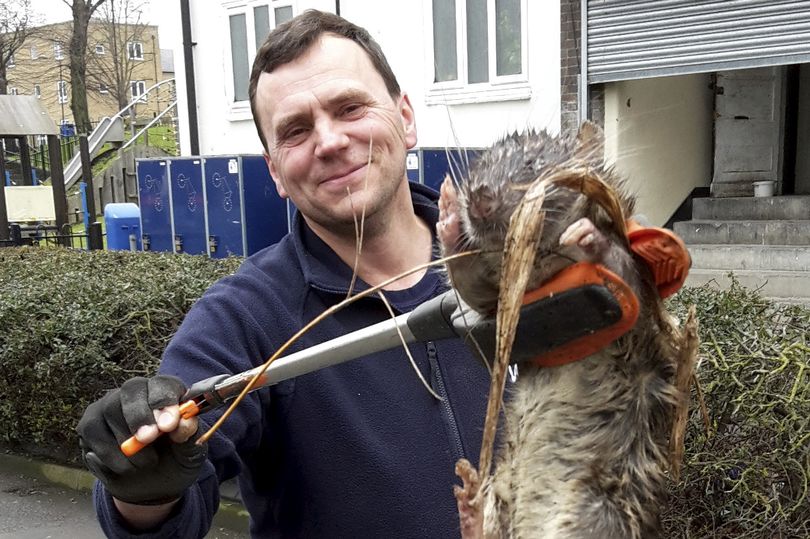 Brits urged to 'rat-proof' their homes ahead of 'looming rodent invasion'