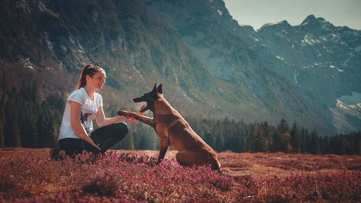210+ Sweet Quotes About a Dog's Love That'll Melt Your Heart