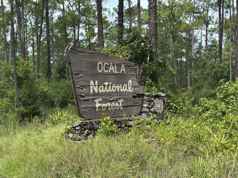 Thousands sign petition against making Ocala National Forest a Florida ...