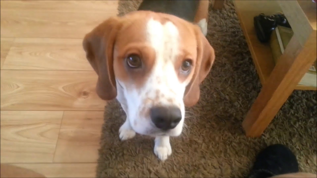 Smart Beagle Fetches Whatever You Want