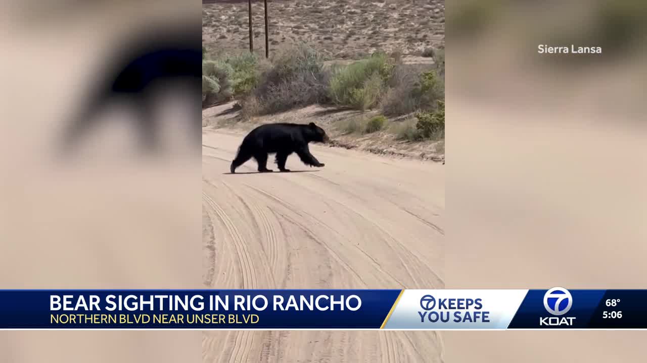 Staying safe as bear sightings increase