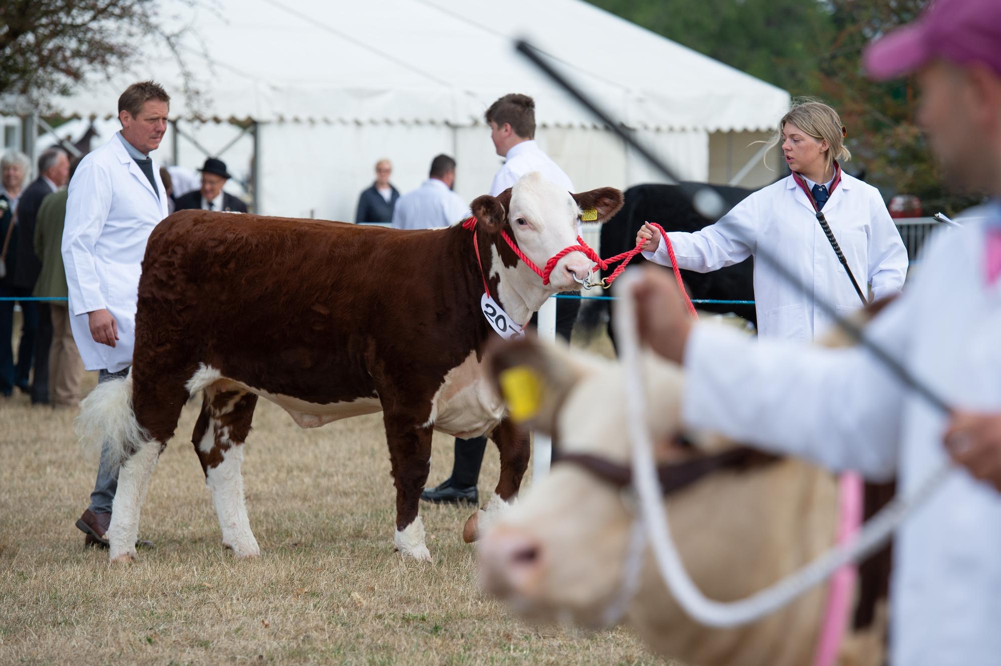 Bucks County Show day as 'ultimate rural celebration' returns to ...