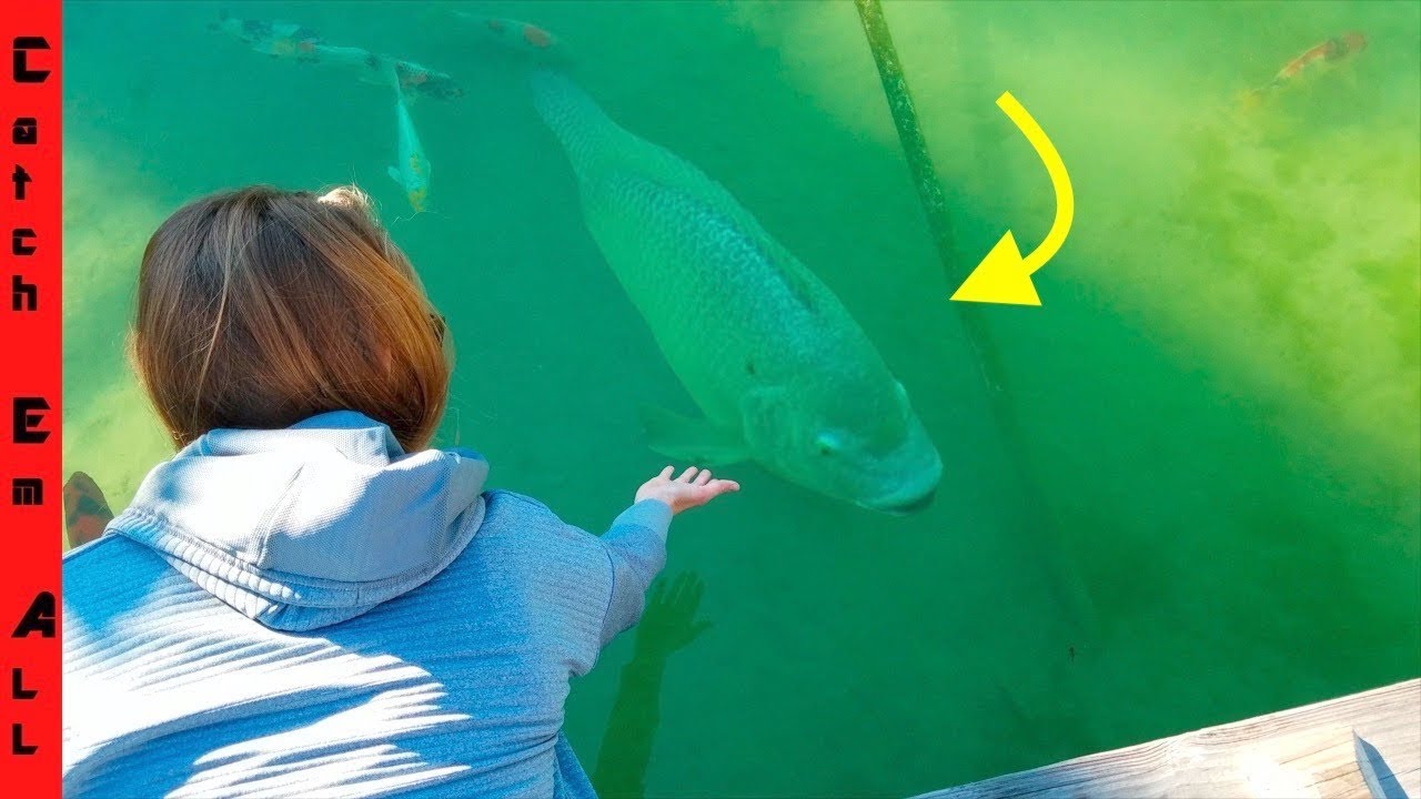 The Biggest Tilapia Pet Fish Ever - Absolute Monster!