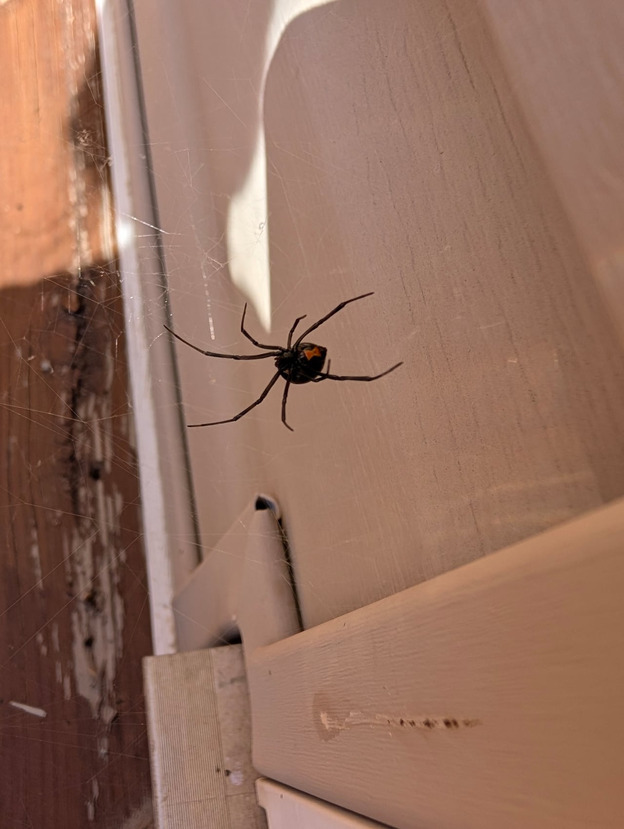 'Extremely rare' sighting of black widow spider reported near Calgary