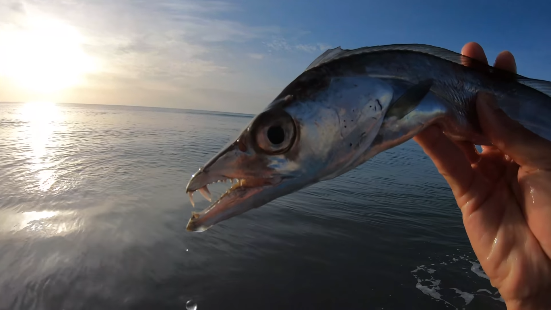 Alien Fish Caught by Mistake - You Won’t Believe Those Teeth!
