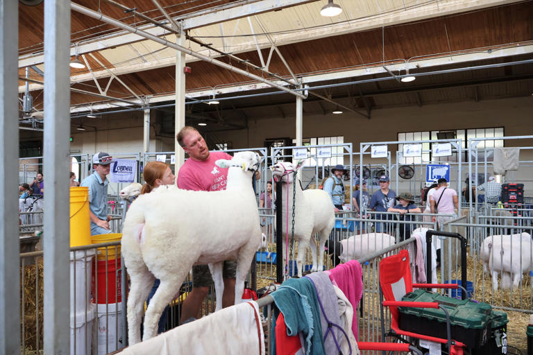 Have needlework or jar of honey? Minnesota State Fair has blue ribbons