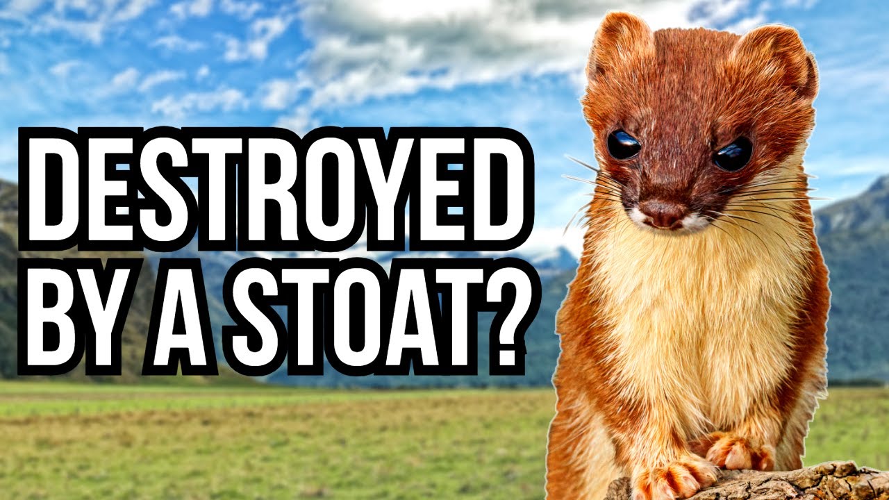 5 Island Ecosystems That Were Destroyed By 1 Animal