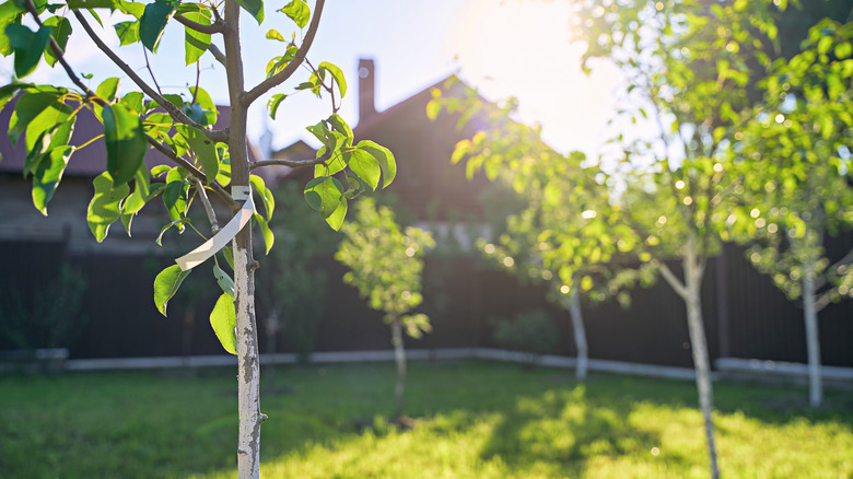 How To Grow And Care For A Pear Tree