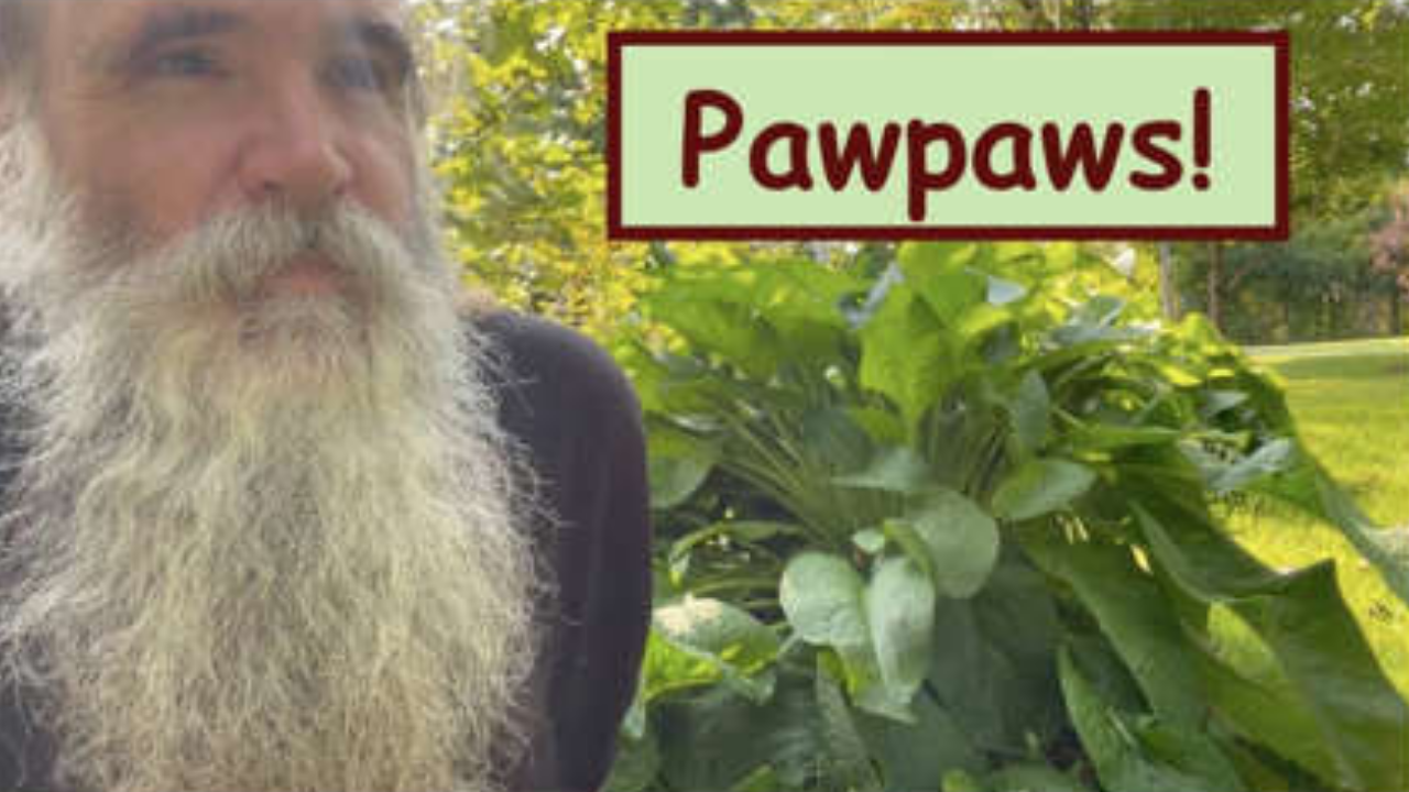 How to Sow Pawpaw: Shade for First Years, Sun for Life