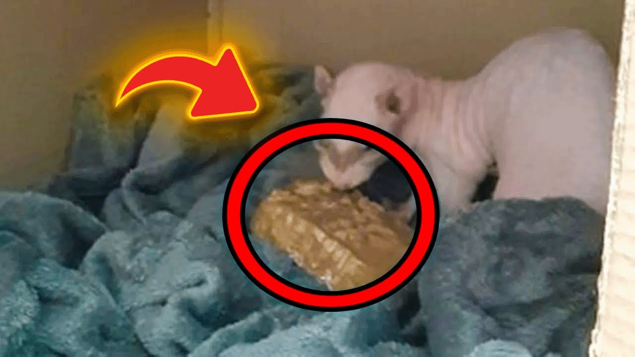This Woman Rescued A Dog Like Creature Before Learning What It Really Was
