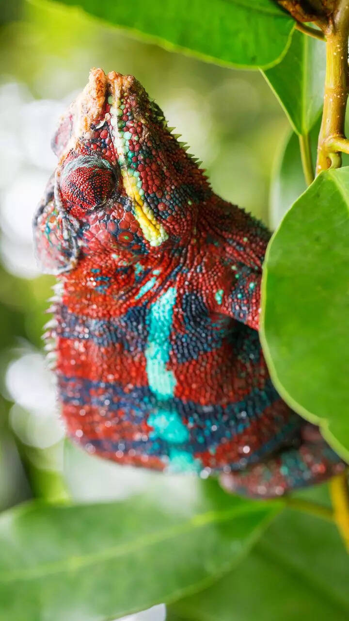 More than just brown: 8 vibrantly colored lizards from across the globe