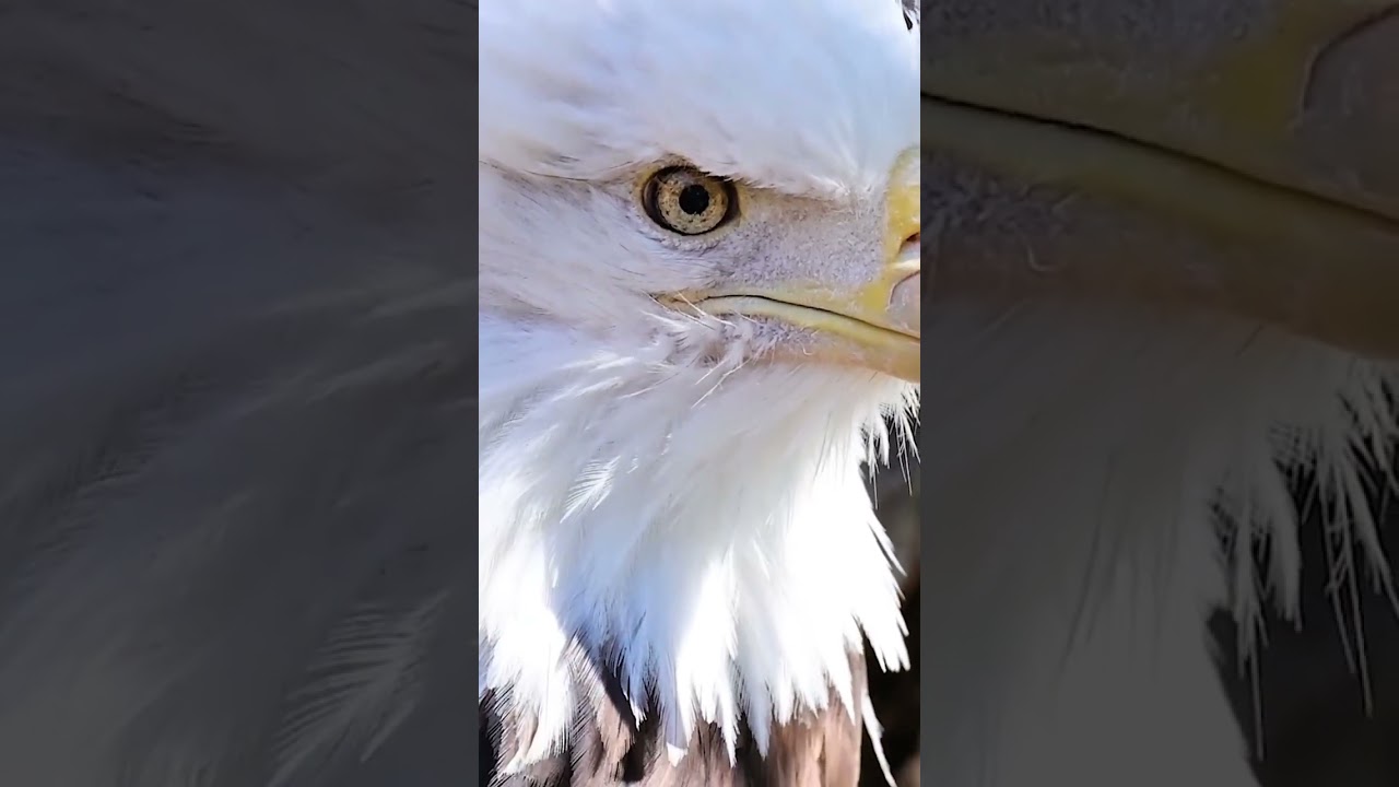Observe a majestic eagle using its sharp eyesight outdoors
