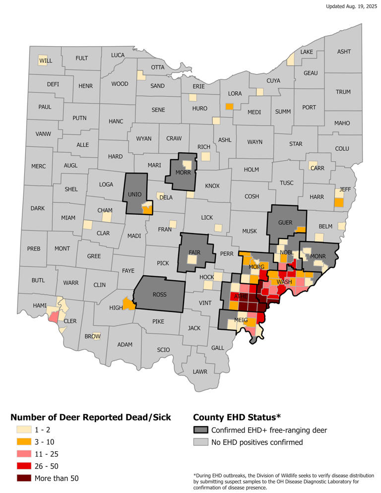Ohio hunting season starts amid deadly deer disease outbreak, proposed ...