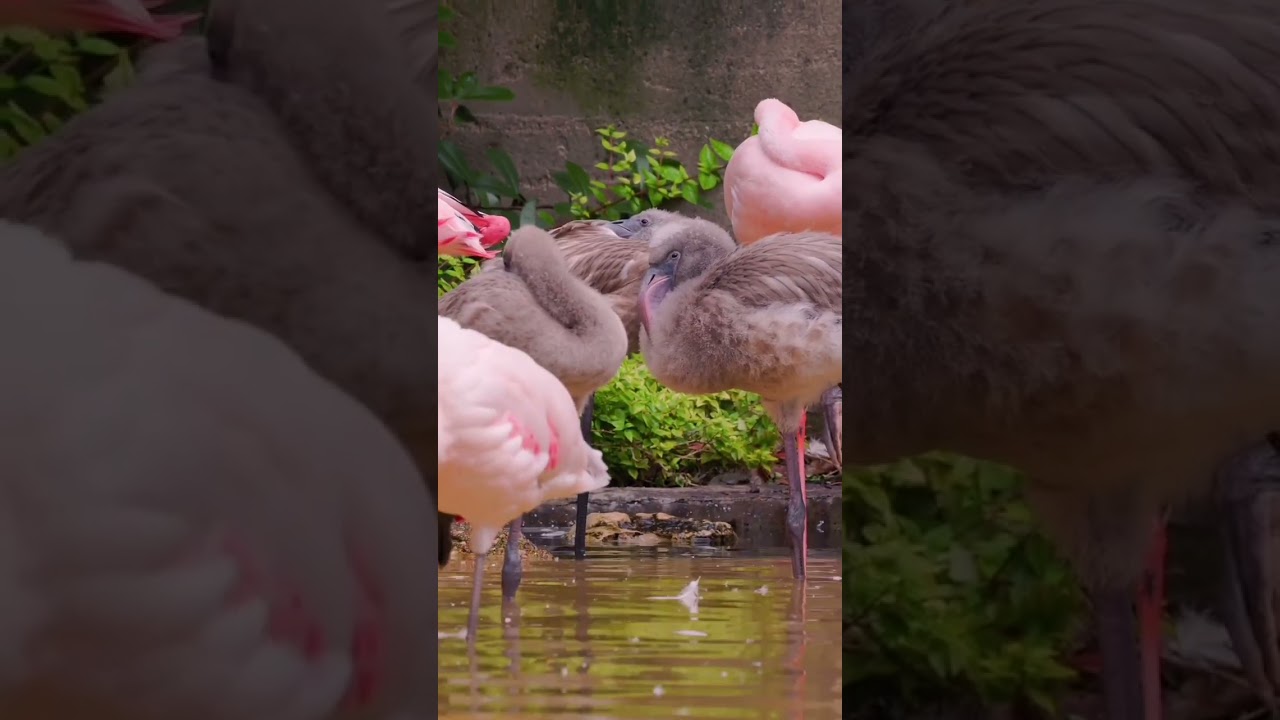 Flamingo chicks explore their new watery world