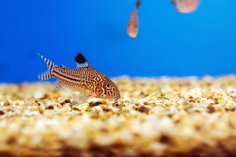 My First Tropical Fish 2025: Here are 13 species of colourful tropical ...