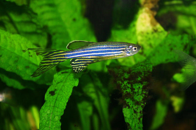 My First Tropical Fish 2025: Here are 13 species of colourful tropical ...