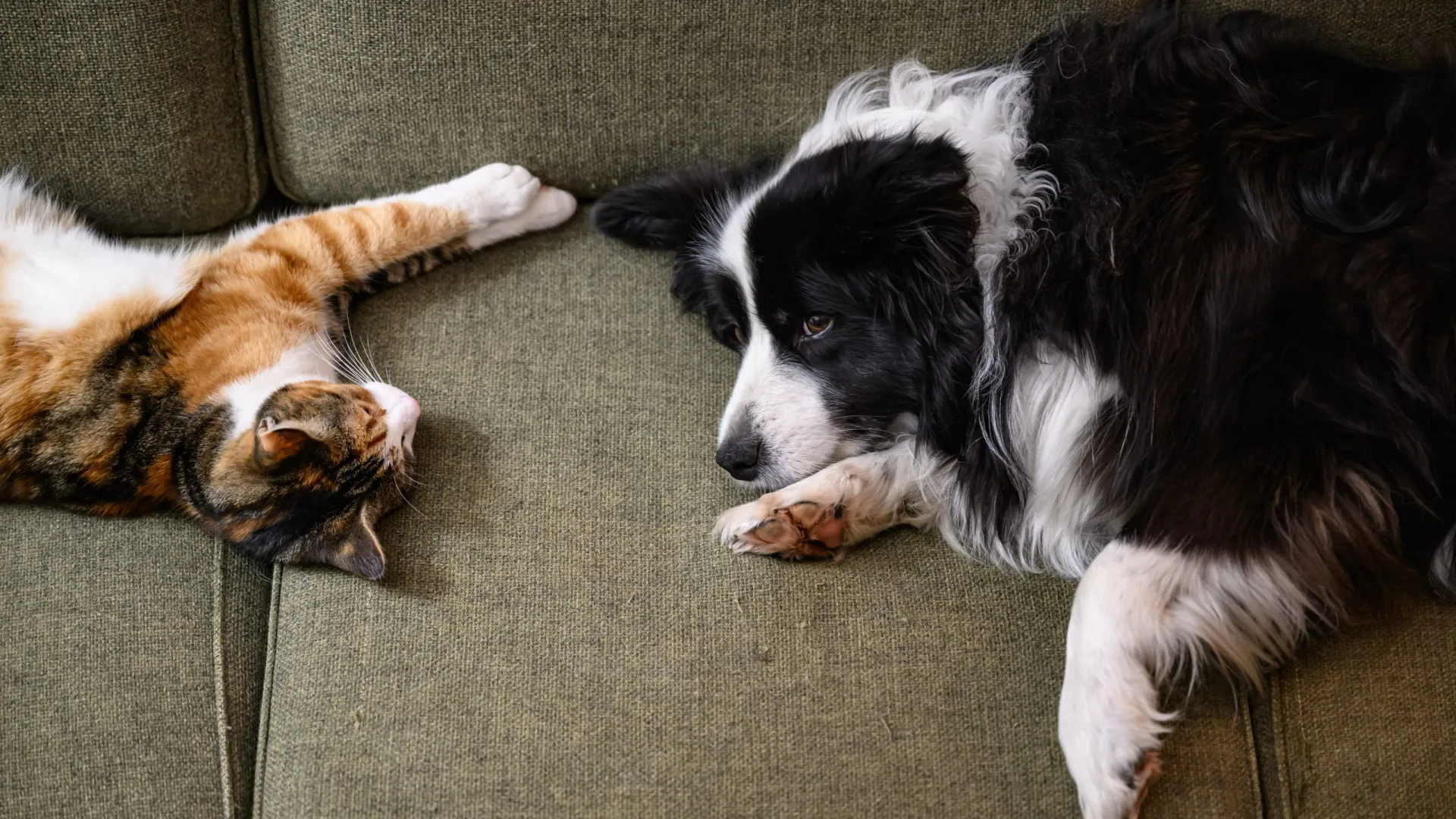 Sua personalidade, de acordo com seu pet favorito