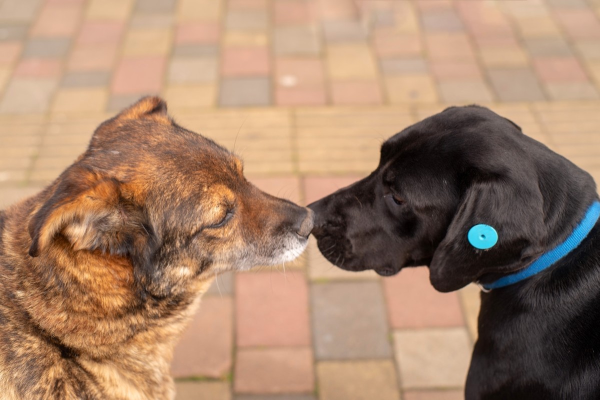 2 BFF Street Dogs Separated Due to Illness Have the Sweetest Reunion