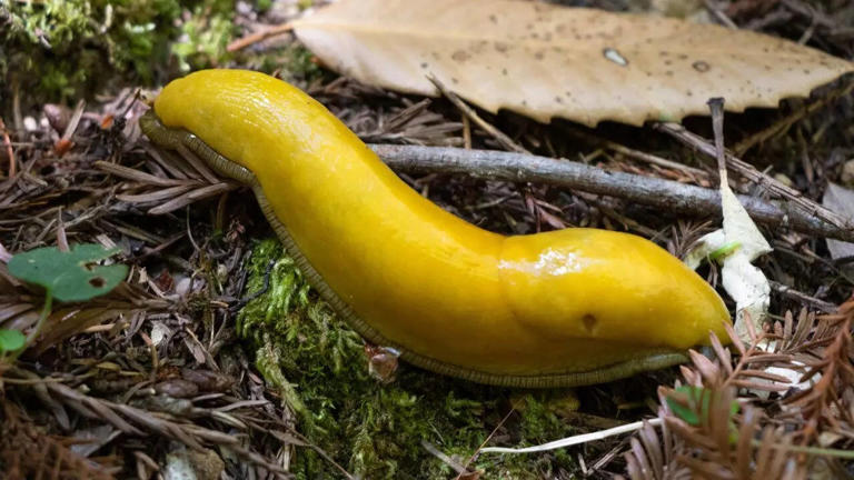 Which is the slowest animal in the world: Sloth vs tortoise vs slug