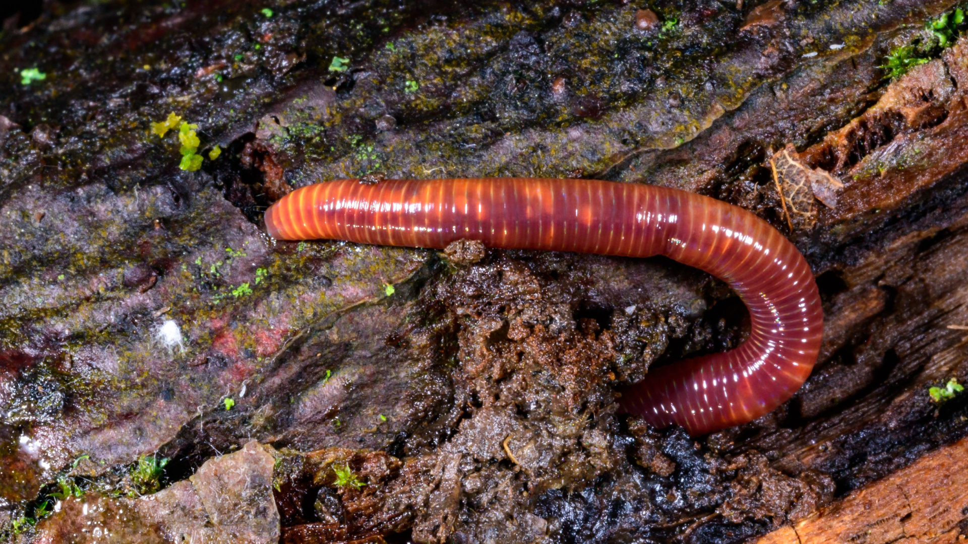 9 Animals That Can Survive Being Cut In Half