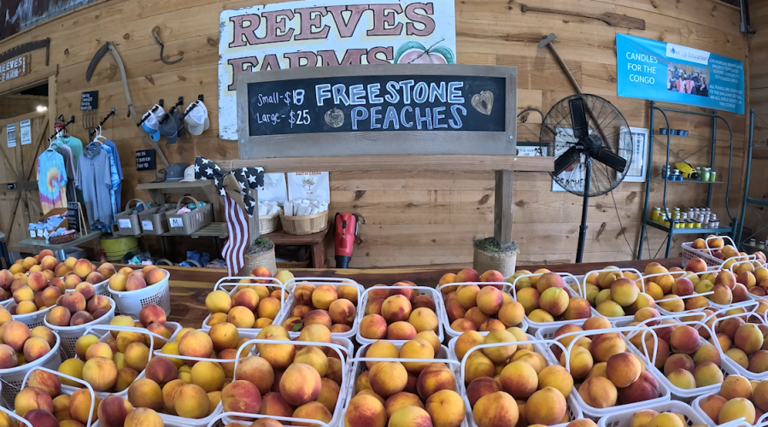 Growing the Valley: A visit to Reeves’ Peach Farm in Hartselle!