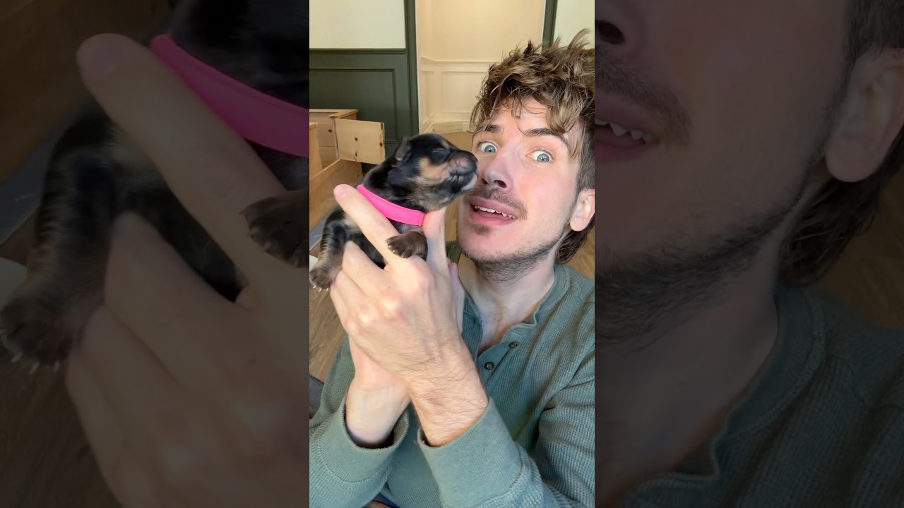 Revealing the genders of my seven puppies