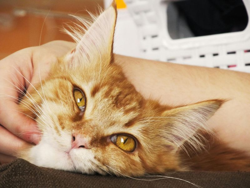 Reasons Cats May Dislike Petting With Helpful Tips For Owners