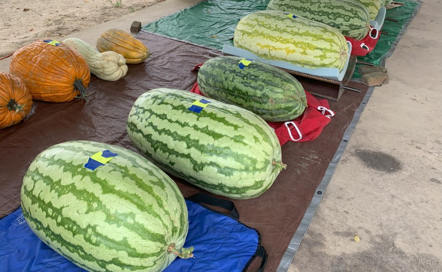 Win cash for having the largest watermelon at Washington’s weigh-off