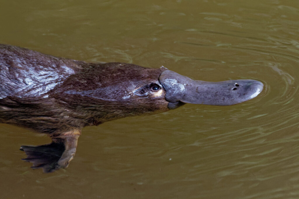 Facts That Prove The Platypus Is A Real-Life Frankenstein’s Monster