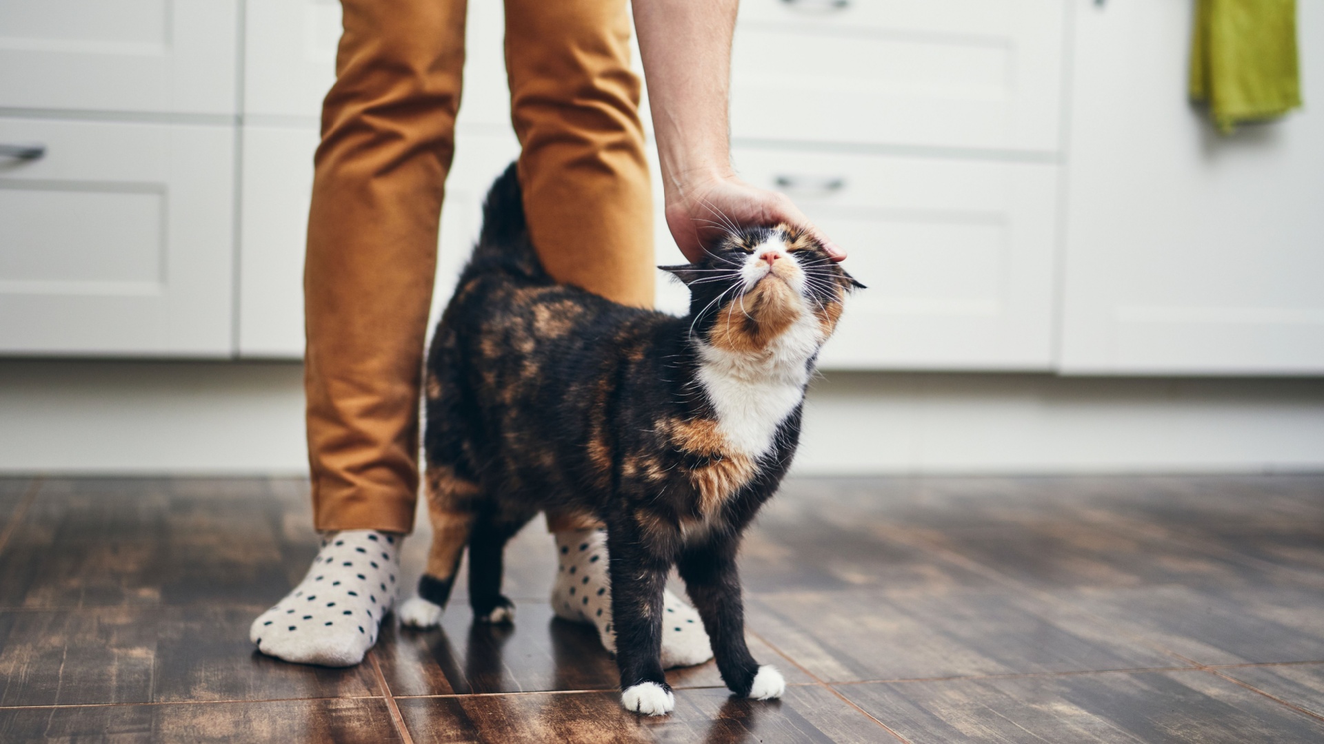 Reasons Cats May Dislike Petting With Helpful Tips For Owners