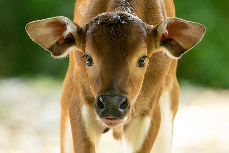 PHOTOS: Endangered wild cow born at Florida zoo