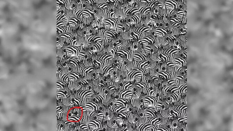 Optical Illusion: Amidst the scattered Zebras everywhere, can you find ...