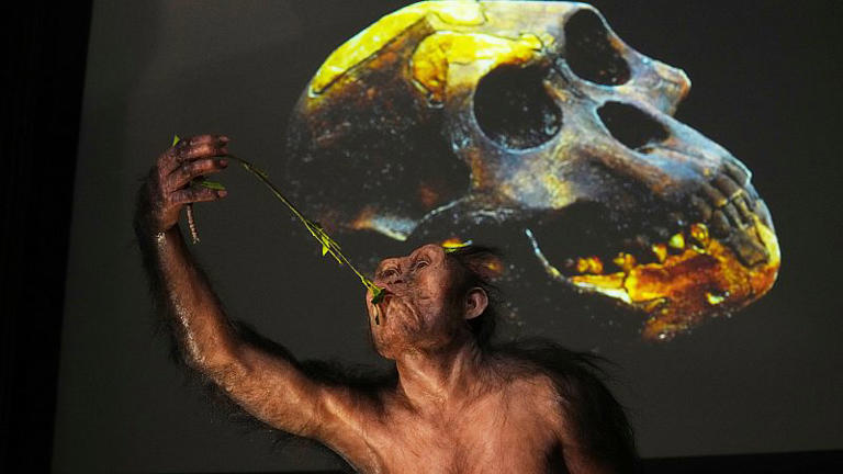 Lucy and Selam fossils go on display in Europe for the first time