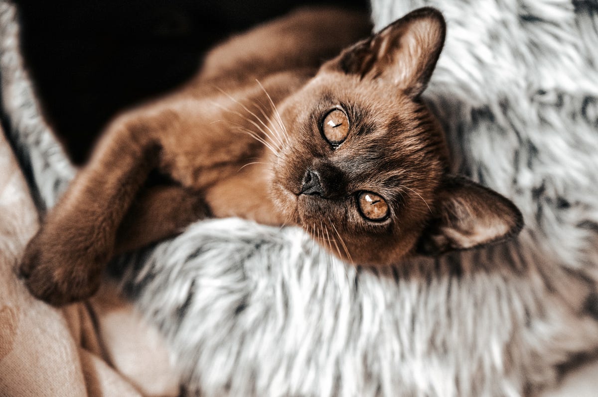 From brainy Bengals to clever Siamese: 15 smartest cat breeds
