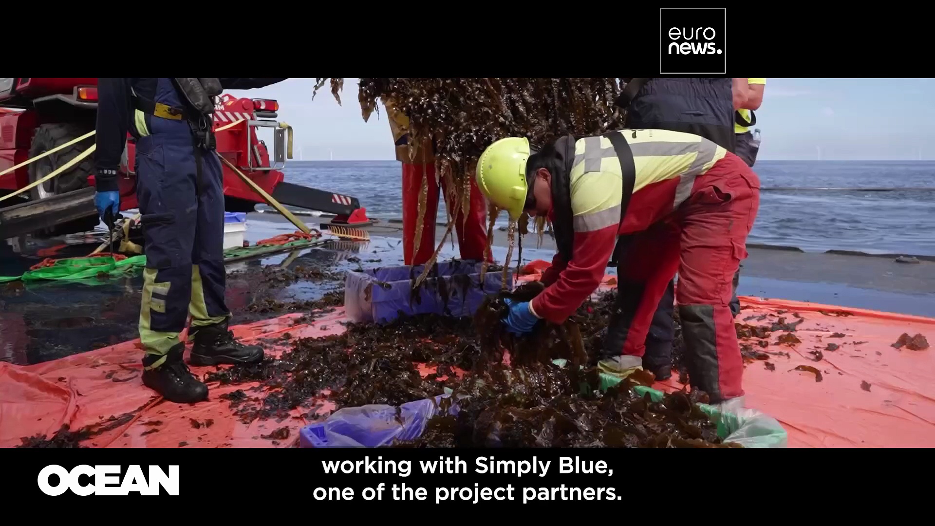 Same space, two harvests: Euronews visits the first seaweed farm at an ...