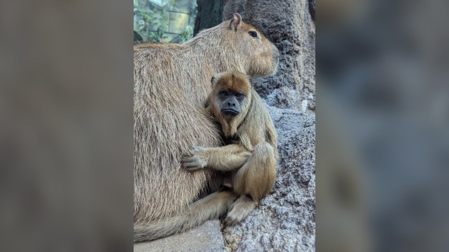 Photos: Monkey, capybara cuddle at Denver Zoo Conservation Alliance