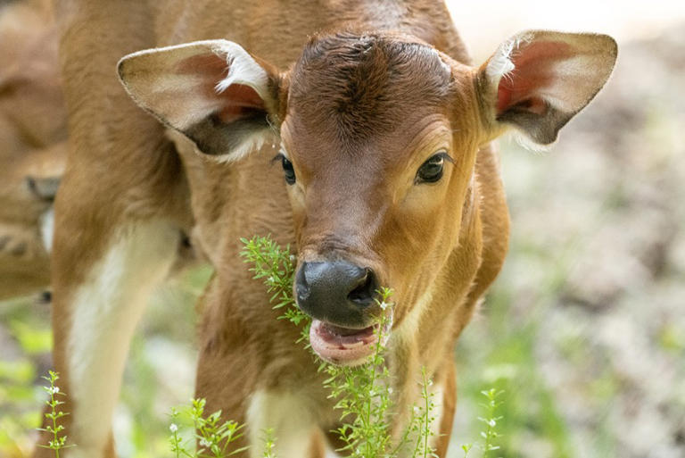 PHOTOS: Endangered wild cow born at Florida zoo