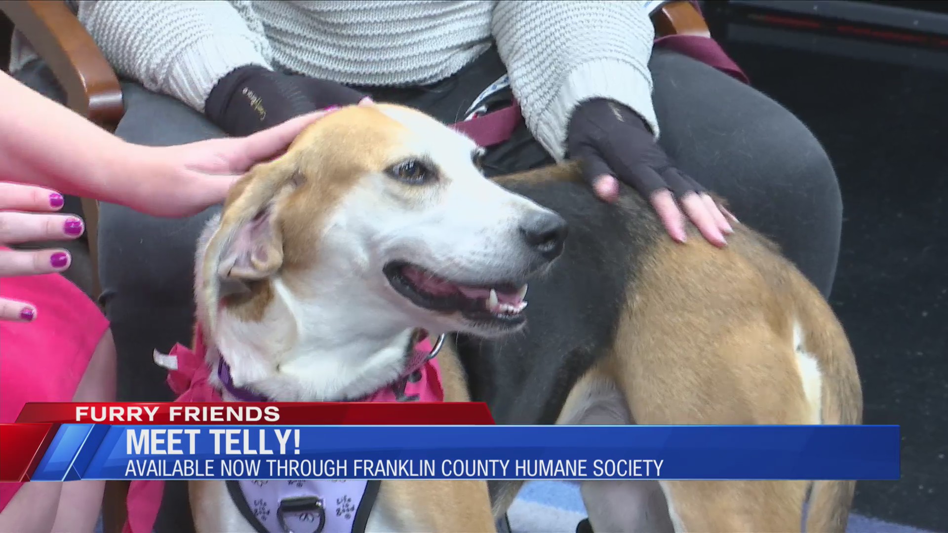 Furry Friends - Meet Telly