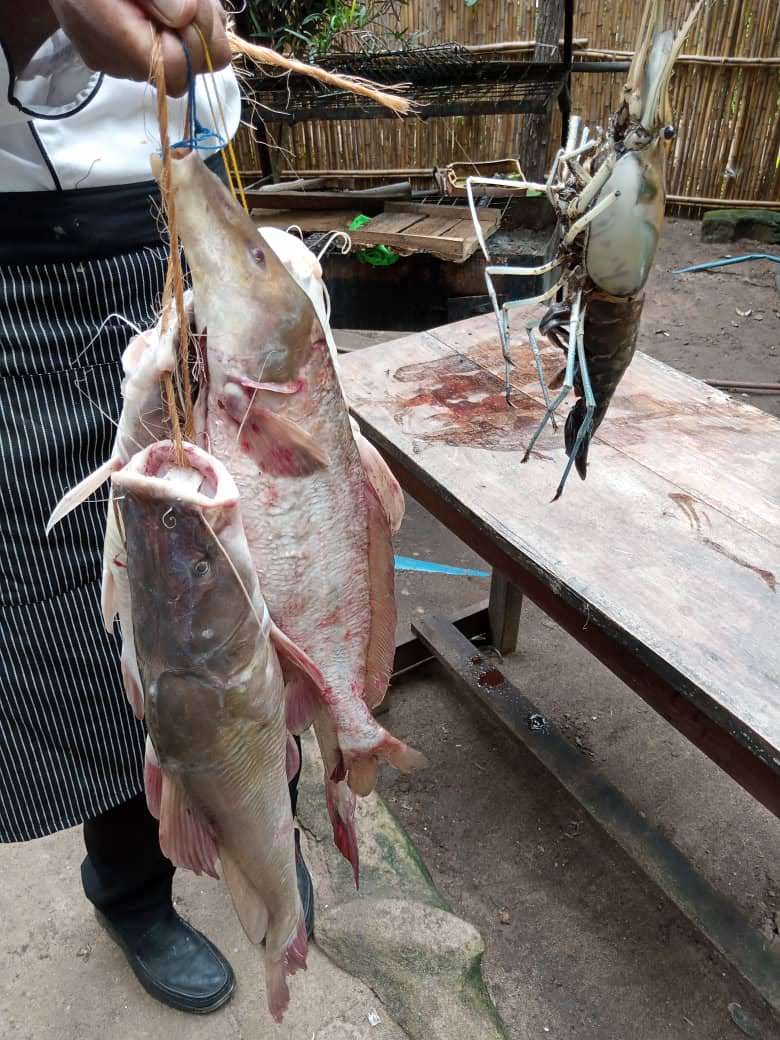 Fish Ranked by Health Benefits From Least to Most Nutritious