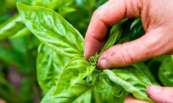 Basil will taste better when 10-second task is done every week