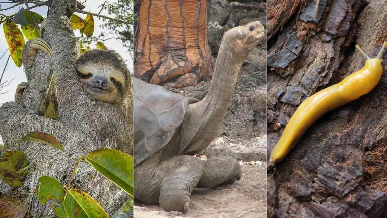 Which is the slowest animal in the world: Sloth vs tortoise vs slug