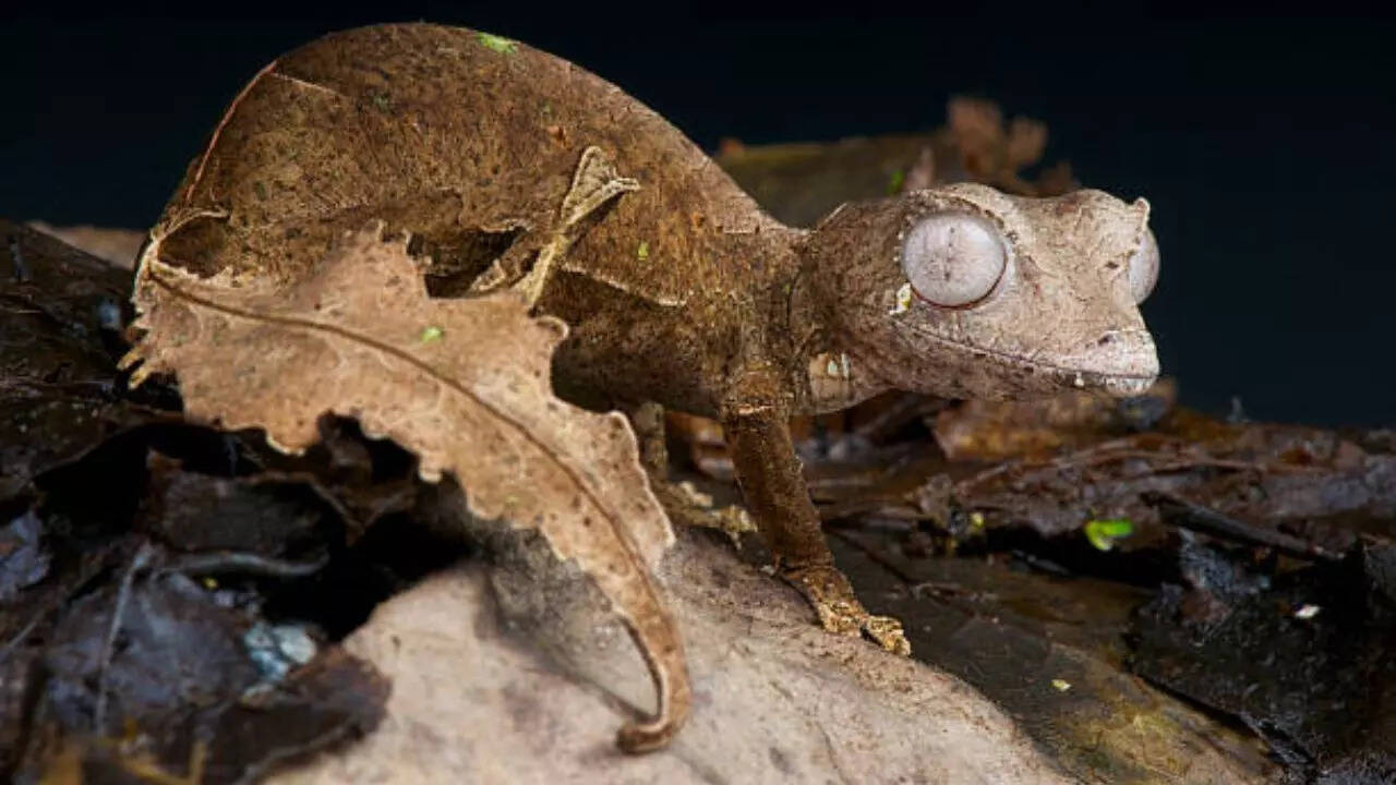 Shape shifting fantasy: 5 animals that have mastered the art of ...