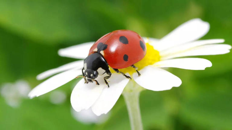 5 essential insects that protect your plants and reduce garden pests